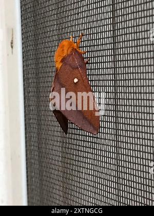 Pink-striped Oakworm Moths (Anisota virginiensis) Insecta Stock Photo ...