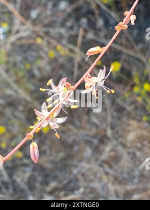 small-flowered soaproot (Hooveria parviflora) Plantae Stock Photo - Alamy