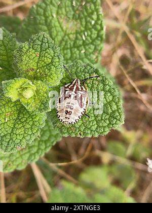 Black-shouldered Shieldbug (Carpocoris purpureipennis) Insecta Stock ...