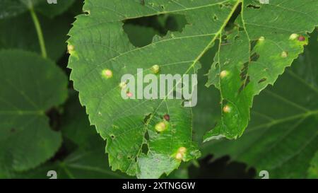 Linden Wart Gall Midge (Contarinia verrucicola) Insecta Stock Photo - Alamy