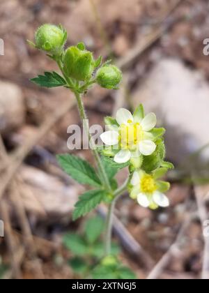 sticky cinquefoil (Drymocallis glandulosa) Plantae Stock Photo - Alamy