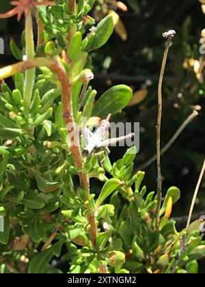 Chaparral Monkey Grasshopper (Morsea californica) Insecta Stock Photo ...