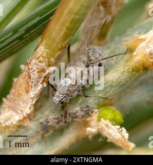 Giant Conifer Aphids (Cinara) Insecta Stock Photo - Alamy