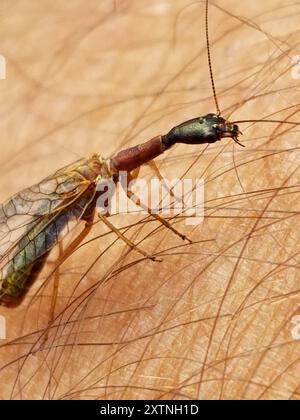 Common Snakeflies (Agulla) Insecta Stock Photo - Alamy