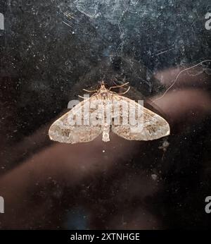 Grand Rivulet Moth (Martania grandis) Insecta Stock Photo - Alamy