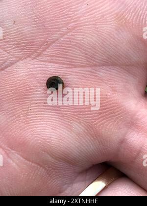 Gyro Snails (Gyraulus) Mollusca Stock Photo - Alamy