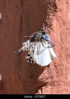 Hammertails (Efferia) Insecta Stock Photo - Alamy