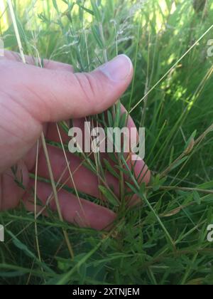 California loosestrife (Lythrum californicum) Plantae Stock Photo - Alamy