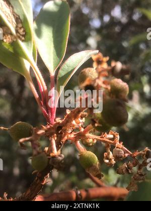 Arizona madrone (Arbutus arizonica) Plantae Stock Photo - Alamy