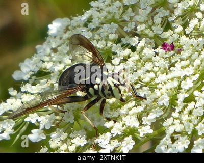 Bald-faced Hornet Fly (Spilomyia fusca) Insecta Stock Photo - Alamy