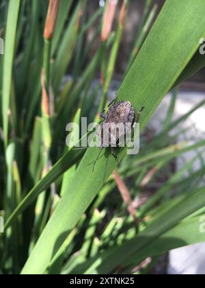 Rough Stink Bugs (Brochymena) Insecta Stock Photo - Alamy