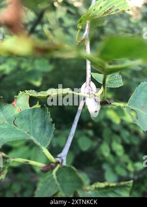Spittlebugs and Froghoppers (Cercopoidea) Insecta Stock Photo - Alamy