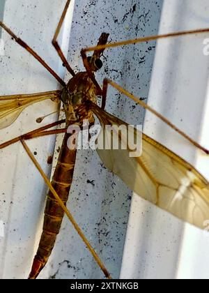 Large Crane Flies (Tipulidae) Insecta Stock Photo - Alamy