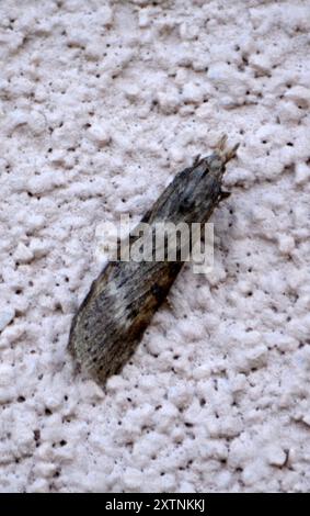 Theresian Moth (Lamoria anella) Insecta Stock Photo - Alamy