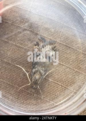 Lucerne Moth (Nomophila nearctica) Insecta Stock Photo - Alamy