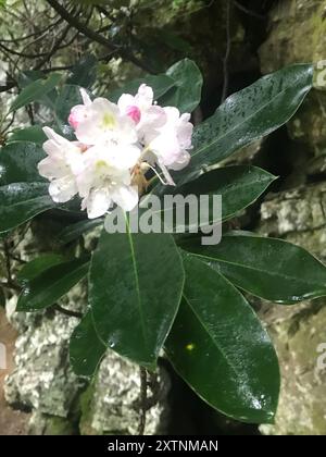 great rhododendron (Rhododendron maximum) Plantae Stock Photo - Alamy