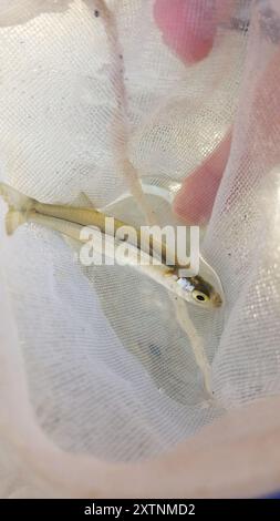 Atlantic Silverside (Menidia menidia) Actinopterygii Stock Photo - Alamy