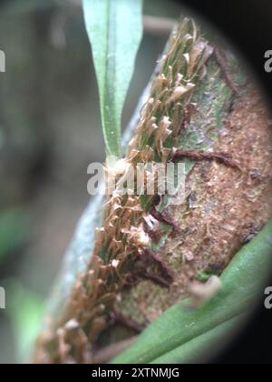 polypody family (Polypodiaceae) Plantae Stock Photo - Alamy