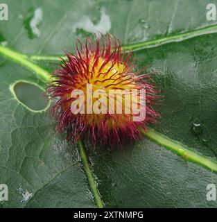 Hedgehog Gall Wasp (Acraspis erinacei) Insecta Stock Photo - Alamy
