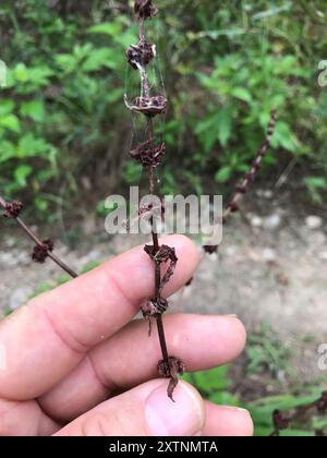 fiddle dock (Rumex pulcher) Plantae Stock Photo - Alamy