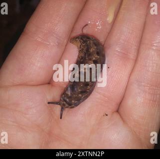 Carolina Mantleslug (Philomycus carolinianus) Mollusca Stock Photo - Alamy