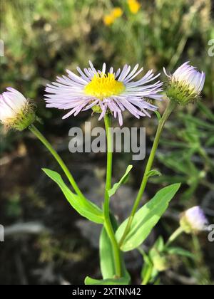 aspen fleabane (Erigeron speciosus) Plantae Stock Photo - Alamy