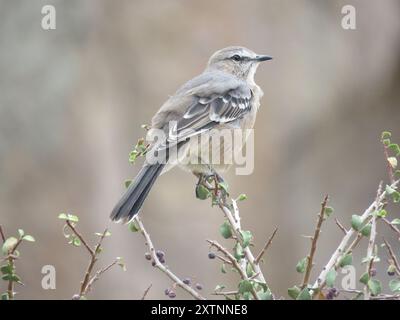 Patagonian Mockingbird (Mimus patagonicus) Aves Stock Photo - Alamy