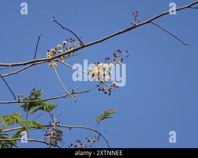 (Senegalia caesia) Plantae Stock Photo - Alamy