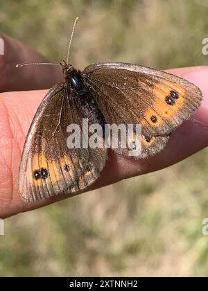 Common Alpine (Erebia epipsodea), Insecta, Copper Mtn Willis FSR Stock ...