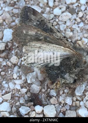 Variegated Cutworm Moth (Peridroma saucia) Insecta Stock Photo - Alamy