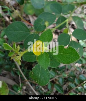 (Cajanus albicans) Plantae Stock Photo - Alamy