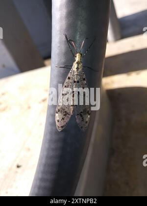 Eastern Spotted-winged Antlion (Dendroleon obsoletus) Insecta Stock ...