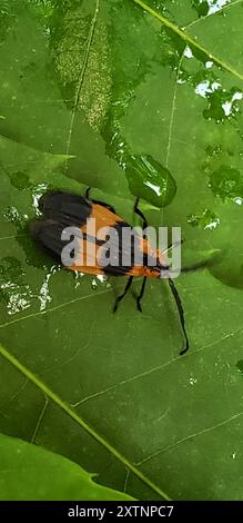 Reticulated Net-winged Beetle (Calopteron reticulatum) Insecta Stock ...