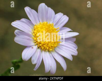 (Aster hispidus) Plantae Stock Photo - Alamy
