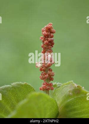 Asian Copperleaf (Acalypha australis) Plantae Stock Photo - Alamy