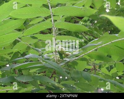 Japanese walnut (Juglans ailantifolia) Plantae Stock Photo - Alamy