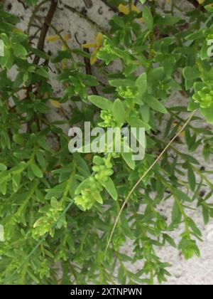 Dune Marsh-elder (Iva imbricata) Plantae Stock Photo - Alamy