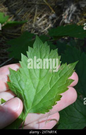 Eurasian baneberry (Actaea spicata) Plantae Stock Photo - Alamy