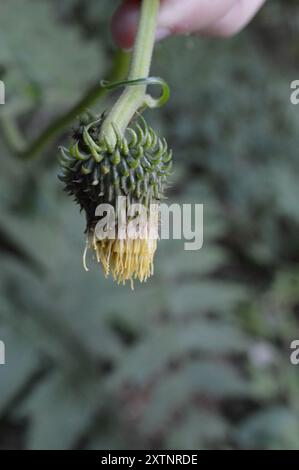 Yellow Thistle (Cirsium erisithales) Plantae Stock Photo - Alamy