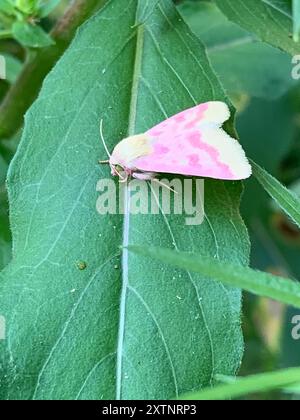 Primrose Moth (Schinia florida) Insecta Stock Photo - Alamy