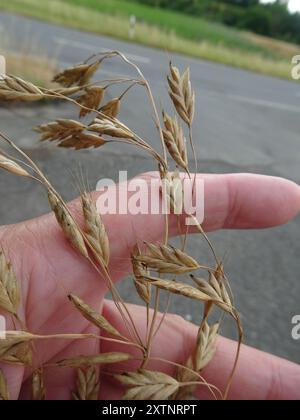 Rye Brome (Bromus secalinus) Plantae Stock Photo - Alamy