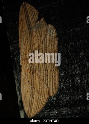 Cabbage tree moth (Epiphryne verriculata) Insecta Stock Photo - Alamy