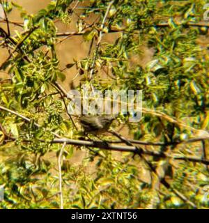 Wrentit (Chamaea fasciata) Aves Stock Photo - Alamy