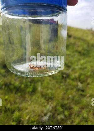 Dawson's Spur-throat Grasshopper (Melanoplus dawsoni) Insecta Stock ...
