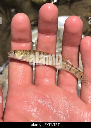 Texas Logperch (Percina carbonaria) Actinopterygii Stock Photo - Alamy
