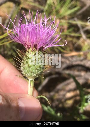 Wheeler's thistle (Cirsium wheeleri) Plantae Stock Photo - Alamy