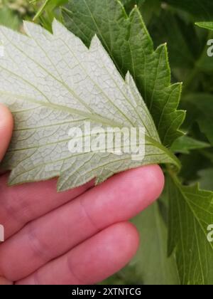Aphids and Allies (Aphidomorpha) Insecta Stock Photo - Alamy