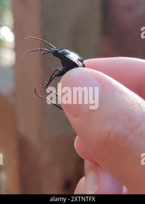 (Dicaelus dilatatus) Insecta Stock Photo - Alamy