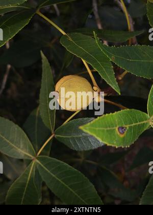 Scrub Hickory (Carya floridana) Plantae Stock Photo - Alamy