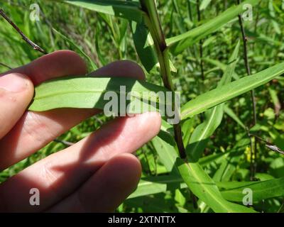 shining aster (Symphyotrichum firmum) Plantae Stock Photo - Alamy